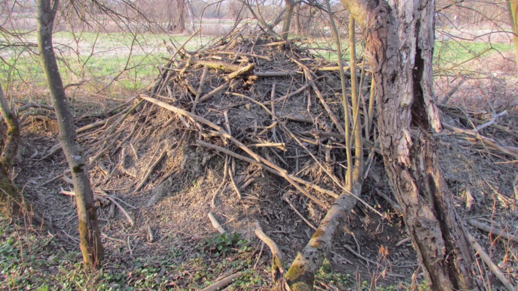 How to identify the presence of beavers? – LIFE BOBER